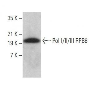 Anti-Pol I/II/III RPB8 Antibody (B-2) | SCBT - Santa Cruz Biotechnology