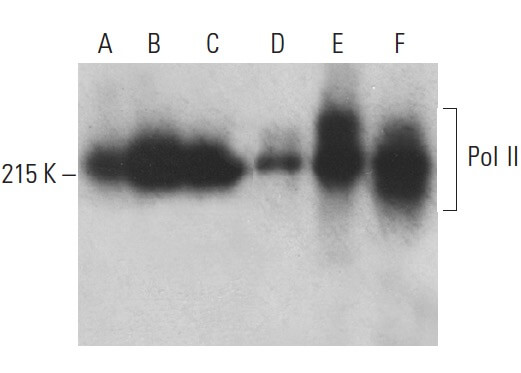 Anti-Pol II Antibody (8WG16) | SCBT - Santa Cruz Biotechnology