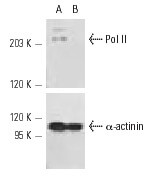 Anti-Pol II Antibody (A-10) | SCBT - Santa Cruz Biotechnology