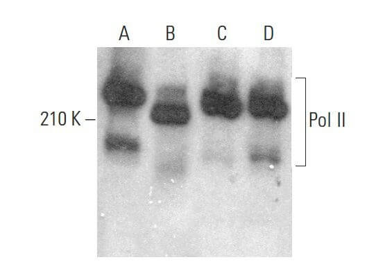 Anti-Pol II Antibody (A-10) | SCBT - Santa Cruz Biotechnology