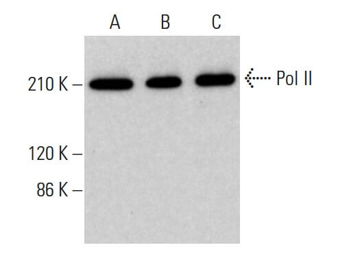 Anti-Pol II Antibody (A-10) | SCBT - Santa Cruz Biotechnology
