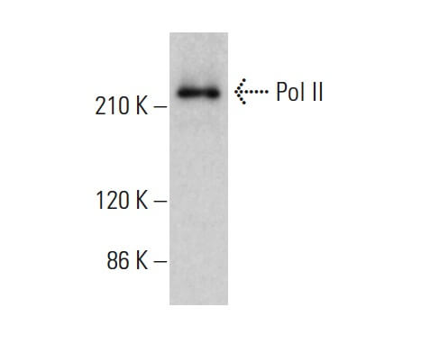 Anti-Pol II Antibody (A-10) | SCBT - Santa Cruz Biotechnology