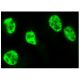 Anti-Pol II Antibody (CTD4H8) | SCBT - Santa Cruz Biotechnology