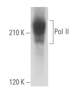 Anti-Pol II Antibody (CTD4H8) | SCBT - Santa Cruz Biotechnology