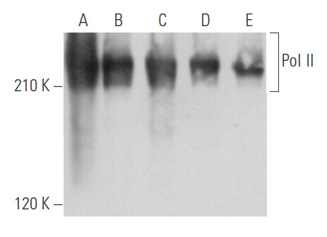 Anti-Pol II Antibody (CTD4H8) | SCBT - Santa Cruz Biotechnology