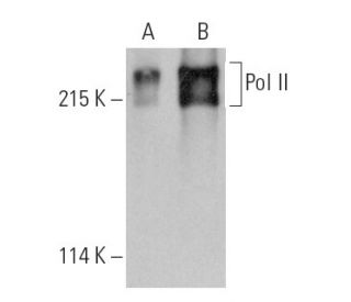 Pol II Antibody (CTD4H8) - Western Blotting - Image 389559
