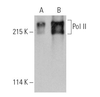 Anti-Pol II Antibody (CTD4H8) | SCBT - Santa Cruz Biotechnology