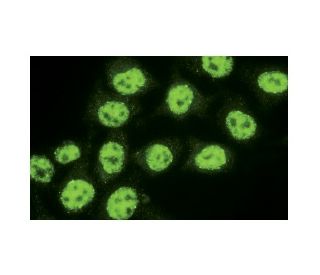 Pol II Antibody (F-12) - Immunofluorescence - Image 15906