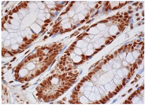 Anti-Pol II Antibody (F-12) | SCBT - Santa Cruz Biotechnology