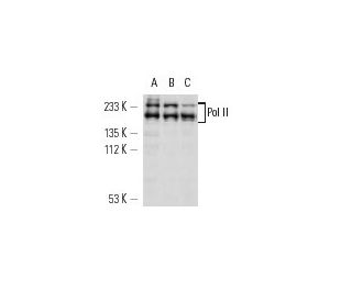 Pol II Antibody (F-12) - Western Blotting - Image 12877