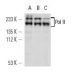 Pol II Antibody (F-12) | SCBT - Santa Cruz Biotechnology