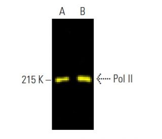 Anti-Pol II Antibody (F-12) | SCBT - Santa Cruz Biotechnology