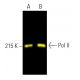 Pol II Antibody (F-12) | SCBT - Santa Cruz Biotechnology