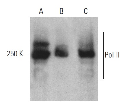 Anti-Pol II Antibody (F-12) | SCBT - Santa Cruz Biotechnology