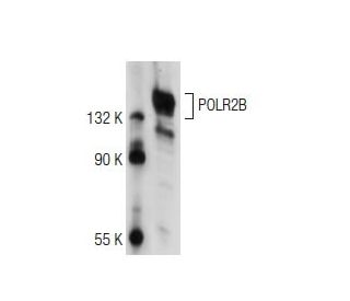 POLR2B Antibody (E-12) | SCBT - Santa Cruz Biotechnology