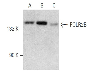 POLR2B Antibody (E-12) | SCBT - Santa Cruz Biotechnology