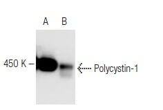 Polycystin-1 Antibody (7E12) | SCBT - Santa Cruz Biotechnology