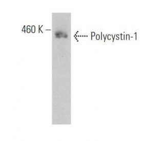 Polycystin-1 Antibody (7E12) - Western Blotting - Image 355277