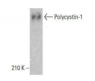 Polycystin-1 Antibody (7E12) - Western Blotting - Image 384692