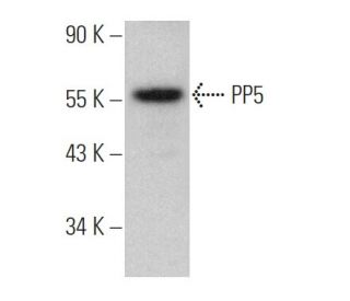 Anti-PP5 Antibody (E-12) | SCBT - Santa Cruz Biotechnology