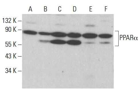 PPARα Antibody (H-2) | SCBT - Santa Cruz Biotechnology