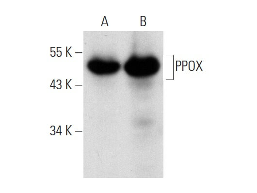 PPOX Antibody (C-12) | SCBT - Santa Cruz Biotechnology