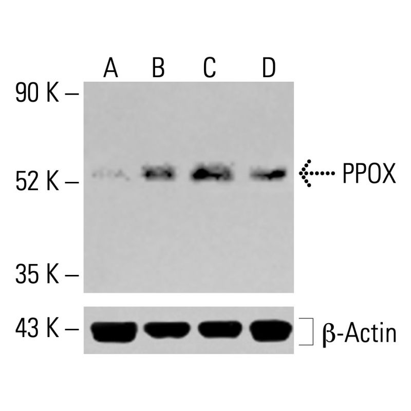 PPOX Antibody (C-12) | SCBT - Santa Cruz Biotechnology