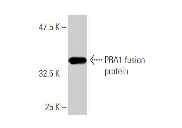 PRA1 Antibody (2A4) | SCBT - Santa Cruz Biotechnology