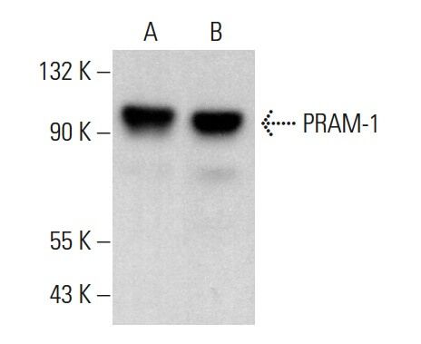 PRAM-1 Antibody (A-5) | SCBT - Santa Cruz Biotechnology