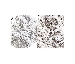 Anti-PREP-1 Antibody (B-2) | SCBT - Santa Cruz Biotechnology
