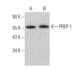 Anti-PREP-1 Antibody (B-2) | SCBT - Santa Cruz Biotechnology