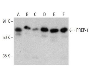 Anti-PREP-1 Antibody (B-2) | SCBT - Santa Cruz Biotechnology