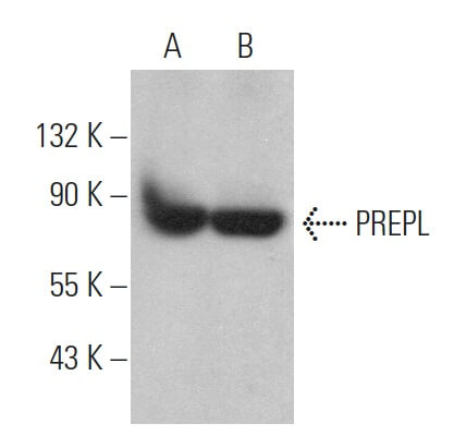 PREPL Antibody (E-9) | SCBT - Santa Cruz Biotechnology