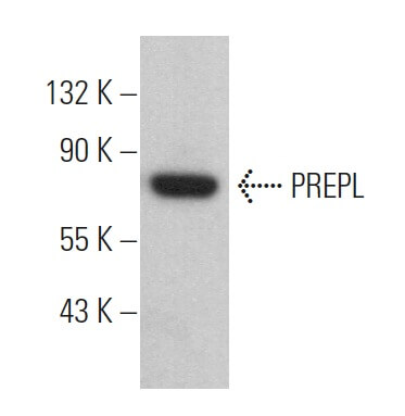 PREPL Antibody (E-9) | SCBT - Santa Cruz Biotechnology