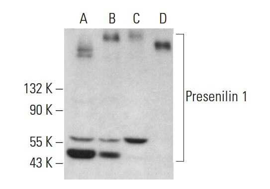 Anti-Presenilin 1 Antibody (H-5) | SCBT - Santa Cruz Biotechnology