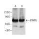 Anti-PRMT5 Antibody (A-11) | SCBT - Santa Cruz Biotechnology