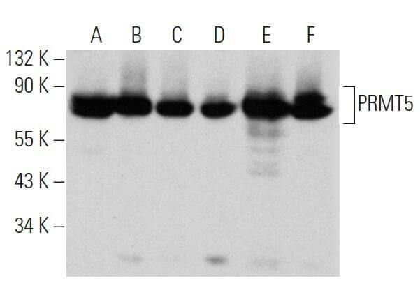 PRMT5 Antibody (A-11) | SCBT - Santa Cruz Biotechnology