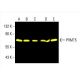 Anti-PRMT5 Antibody (A-11) | SCBT - Santa Cruz Biotechnology