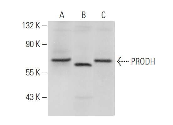 PRODH Antibody (A-11) | SCBT - Santa Cruz Biotechnology