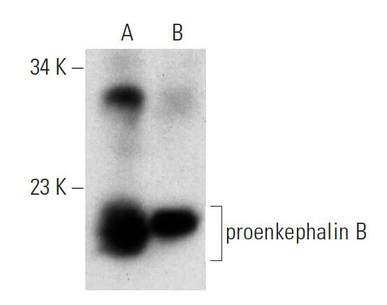 proenkephalin B Antibody (D-6) | SCBT - Santa Cruz Biotechnology