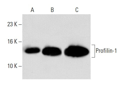 Profilin-1 Antibody (H-4) | SCBT - Santa Cruz Biotechnology