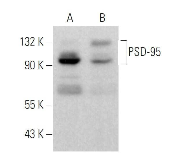 PSD-95抗体 (6D677) | SCBT - Santa Cruz Biotechnology
