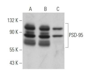 PSD-95 Antibody (7E3) - Western Blotting - Image 373442