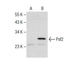 Anti-Psf2 Antibody (F-7) | SCBT - Santa Cruz Biotechnology