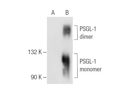 PSGL-1 Antibody (H-1) | SCBT - Santa Cruz Biotechnology