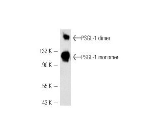 PSGL-1 Antibody (KPL1) - Western Blotting - Image 4980