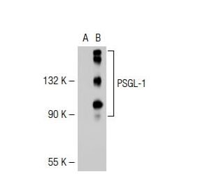 PSGL-1 Antibody (KPL1) - Western Blotting - Image 36957