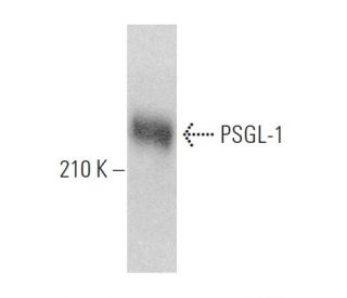 PSGL-1 Antibody (KPL1) - Western Blotting - Image 362973