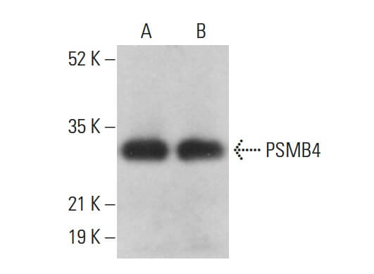 Anti-PSMB4 Antibody (H-3) | SCBT - Santa Cruz Biotechnology