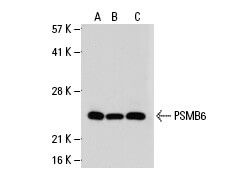 PSMB6 Antibody (JQ-3) | SCBT - Santa Cruz Biotechnology